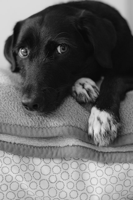 Calming Your Dog’s Anxiety During A Storm - 9 to 5 Pets